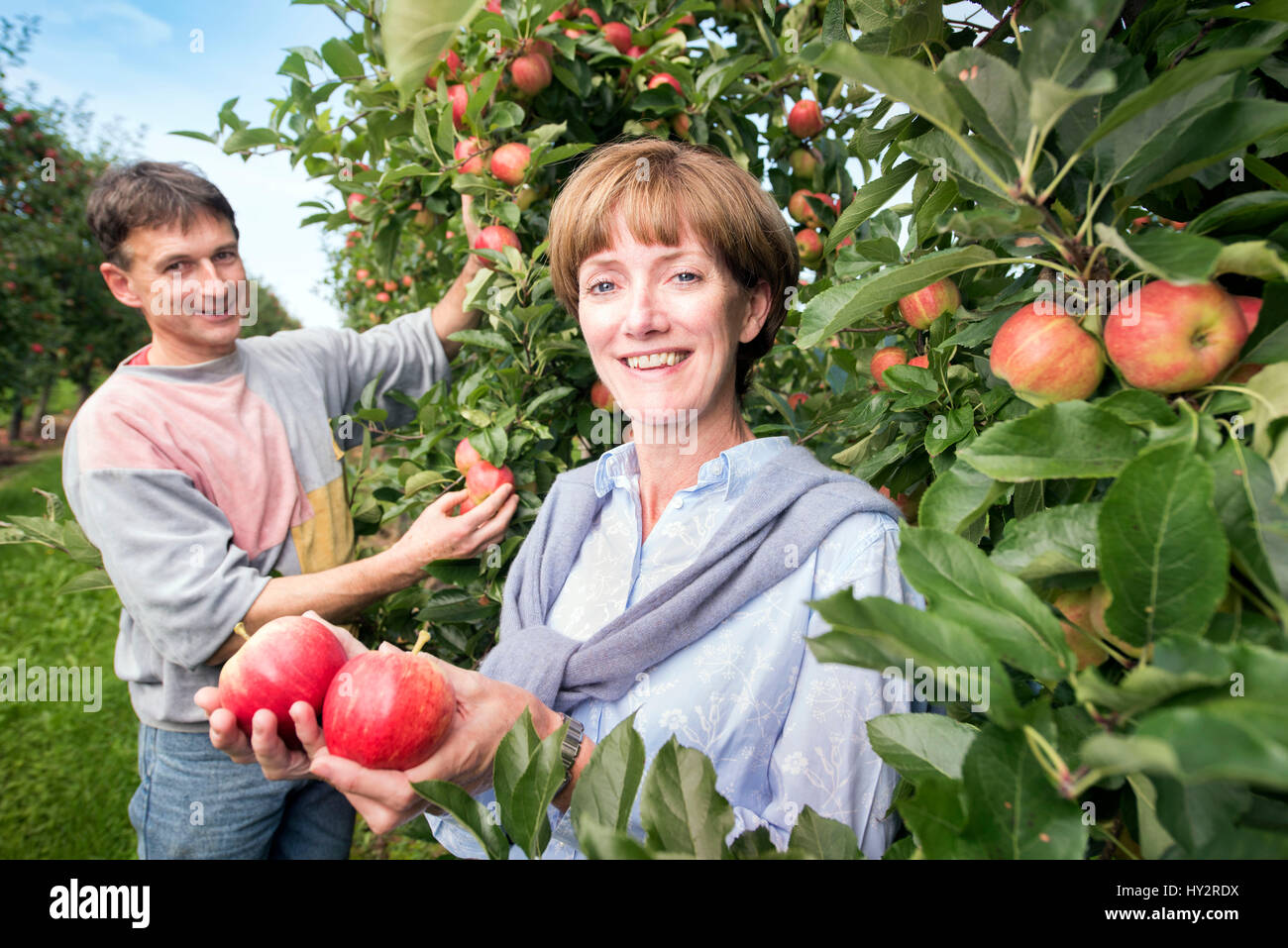 The apple and hop farmer Ali Capper of Stocks Farm Herefordshire Farm ...