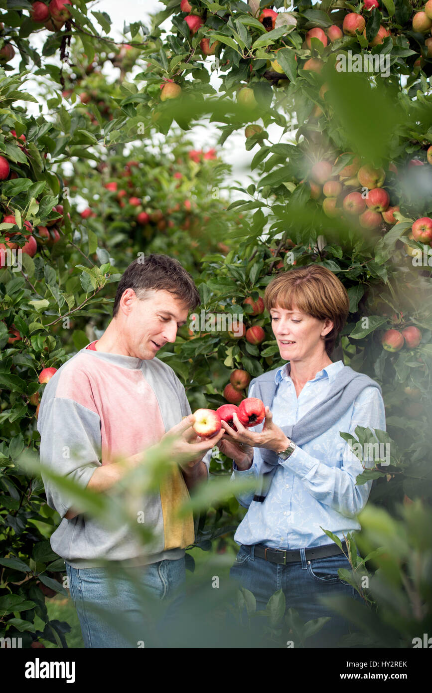 The apple and hop farmer Ali Capper of Stocks Farm Herefordshire Farm ...