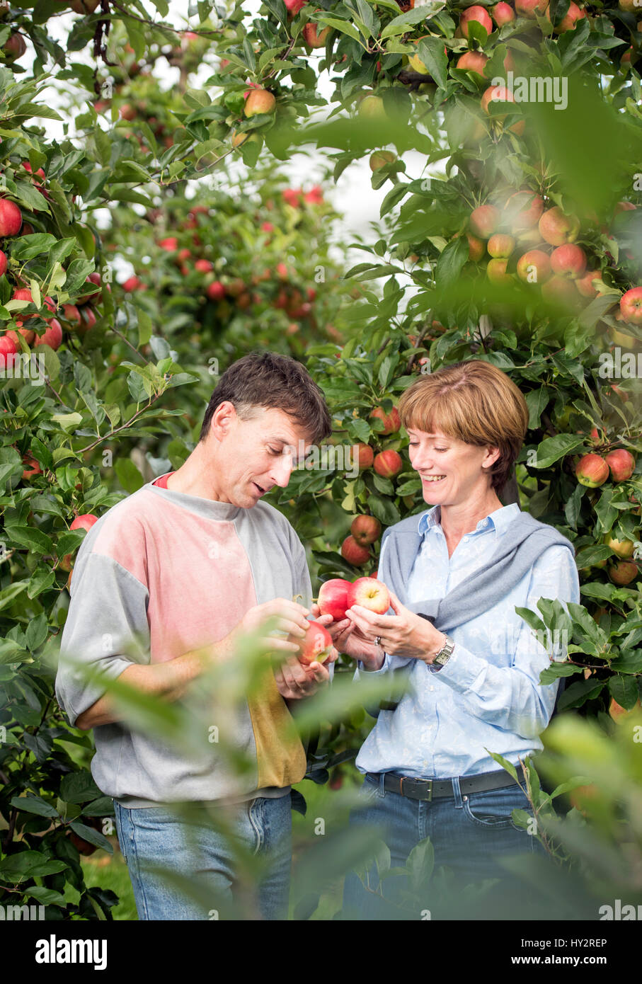 The apple and hop farmer Ali Capper of Stocks Farm Herefordshire Farm ...