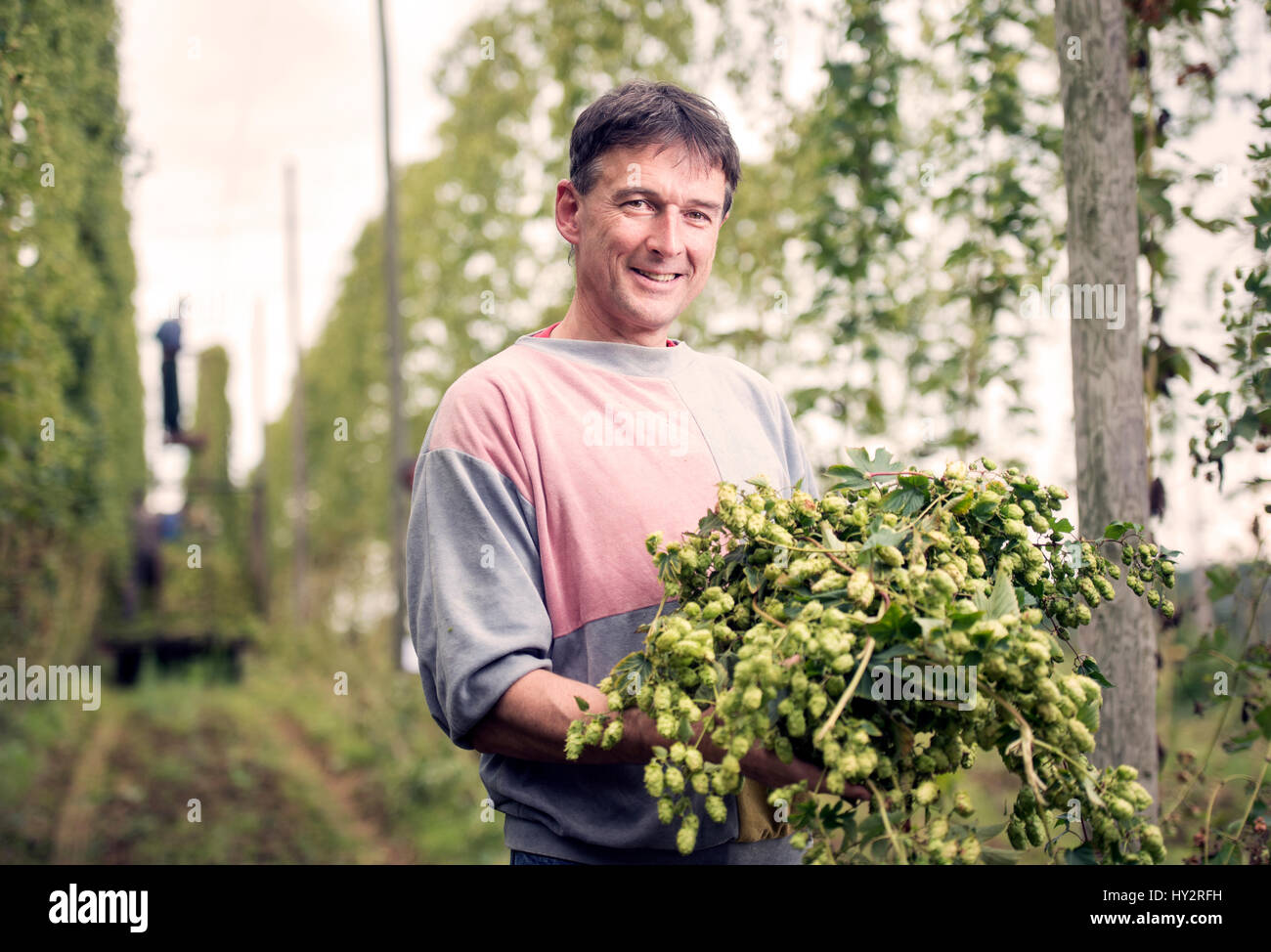 Farm worker Jerzy Kwapniewski from Poland harvesting hops at Stocks ...