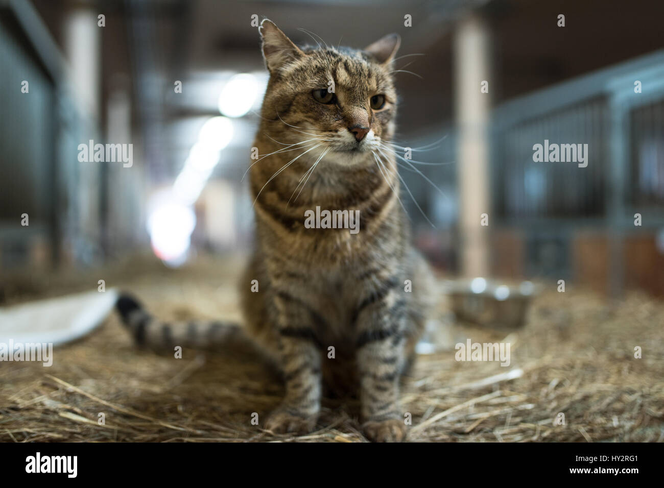 Big lazy domestic barn cat on hay bale in barn Stock Photo - Alamy