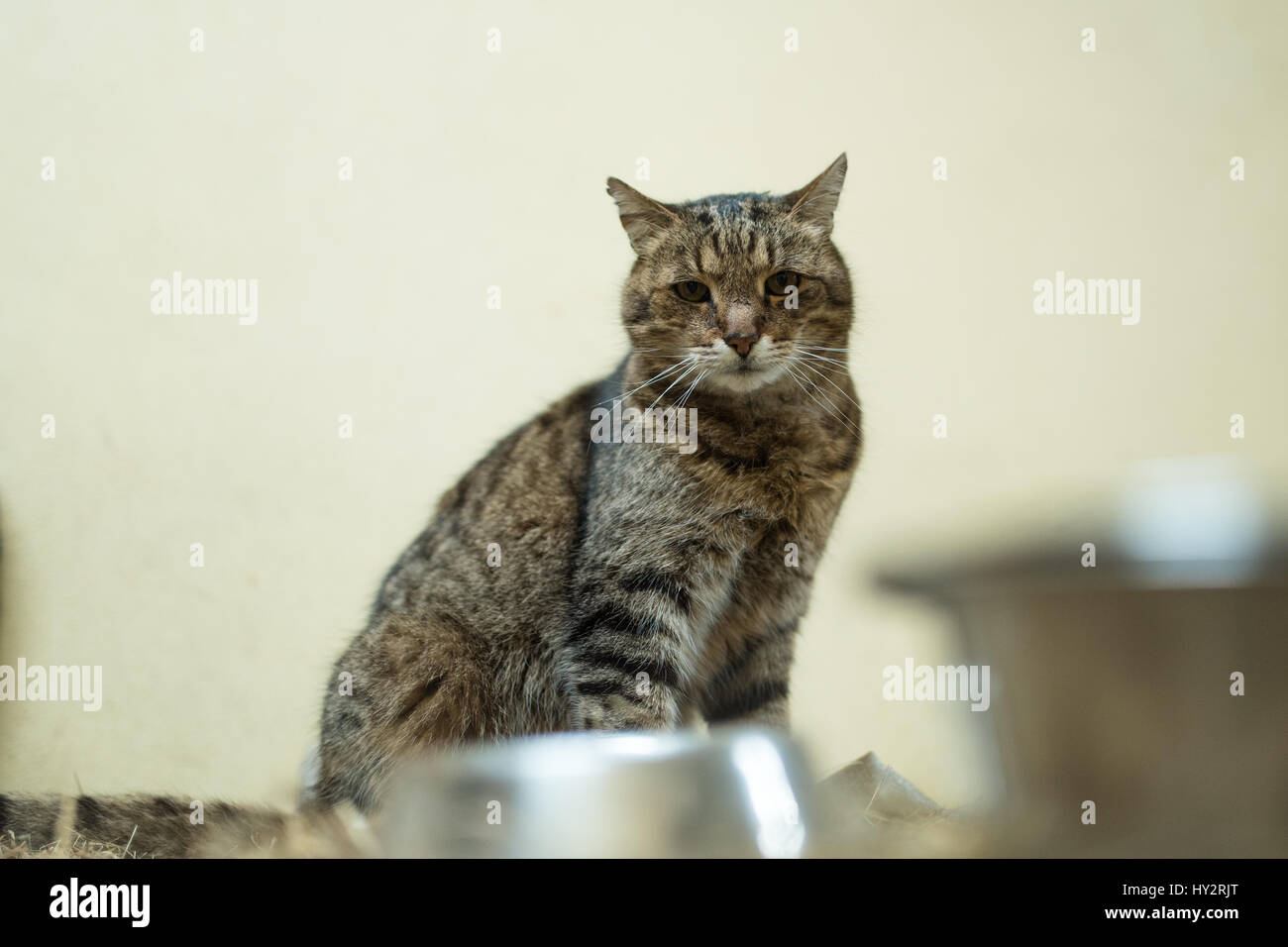 Big lazy domestic barn cat on hay bale in barn Stock Photo - Alamy