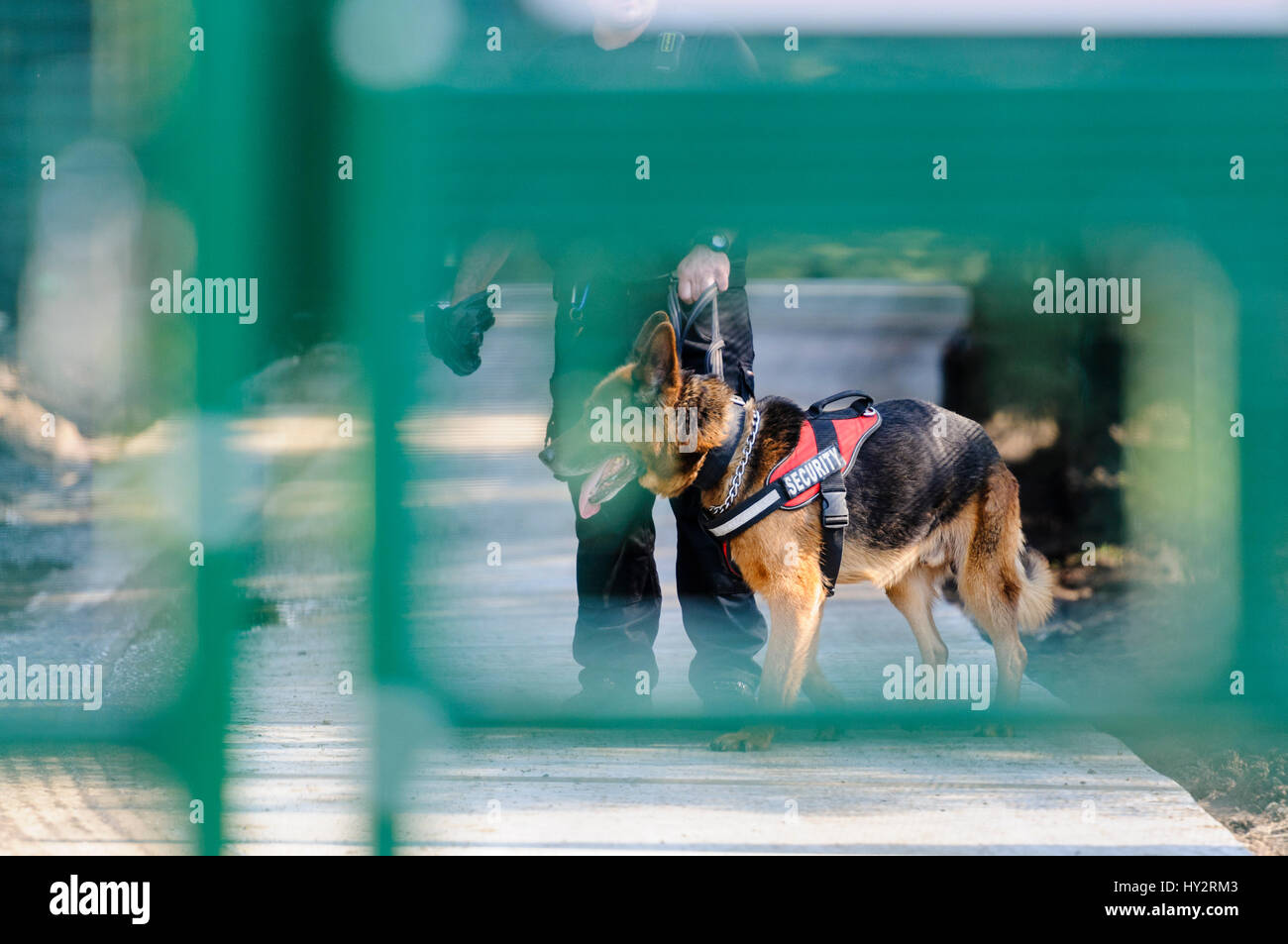 A security guard dog handler patrols an area with a German Shepherd ...
