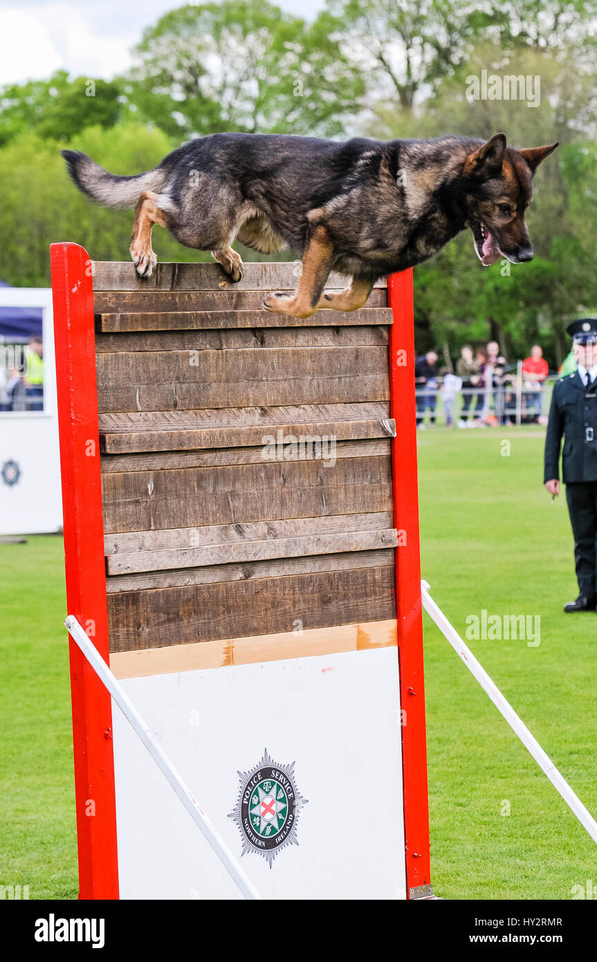 Police dog scotland hi-res stock photography and images - Alamy