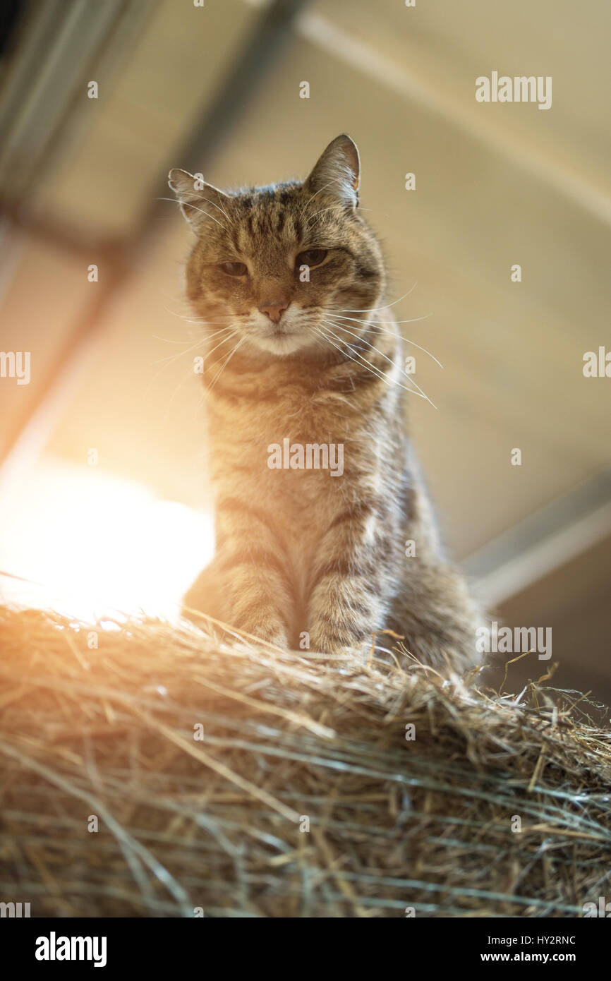 Big lazy domestic barn cat on hay bale in barn Stock Photo - Alamy