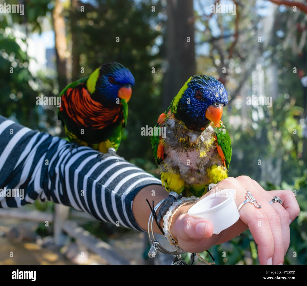 Birds on a female arm Stock Photo - Alamy