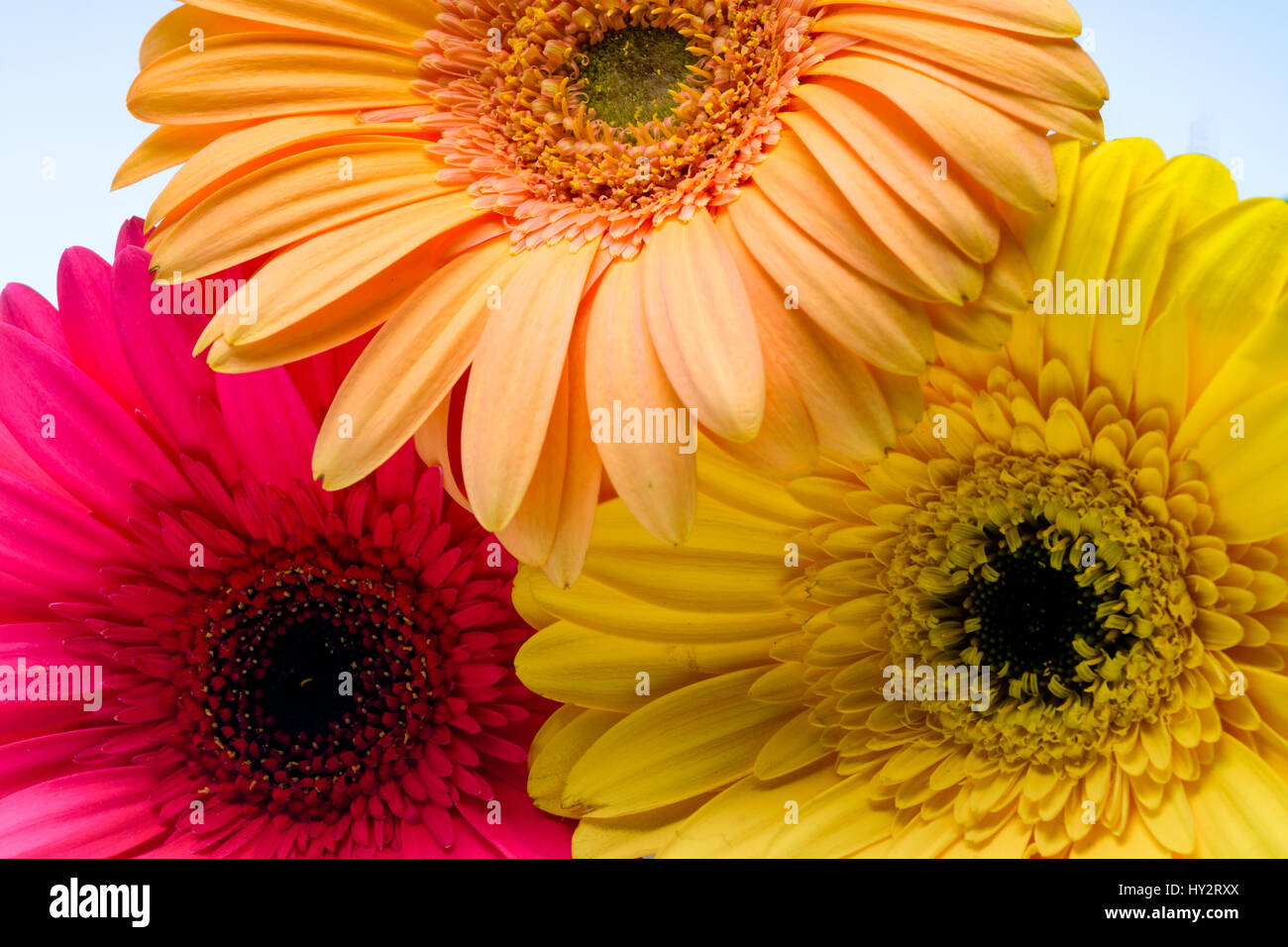 Orange, yellow and pink spring flowers Stock Photo - Alamy