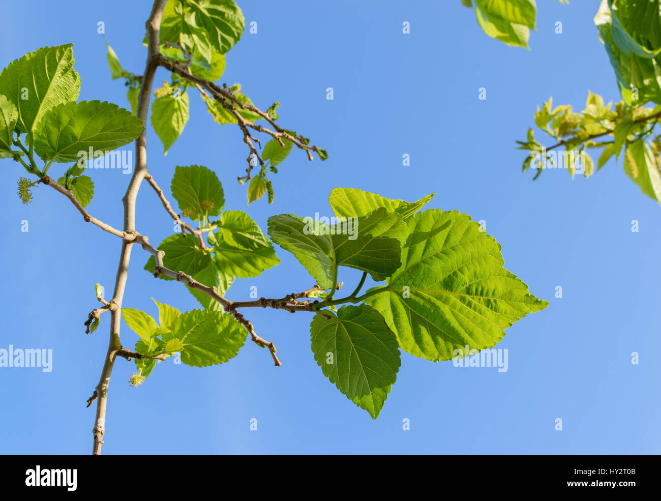 New leaves on tree hi-res stock photography and images - Alamy