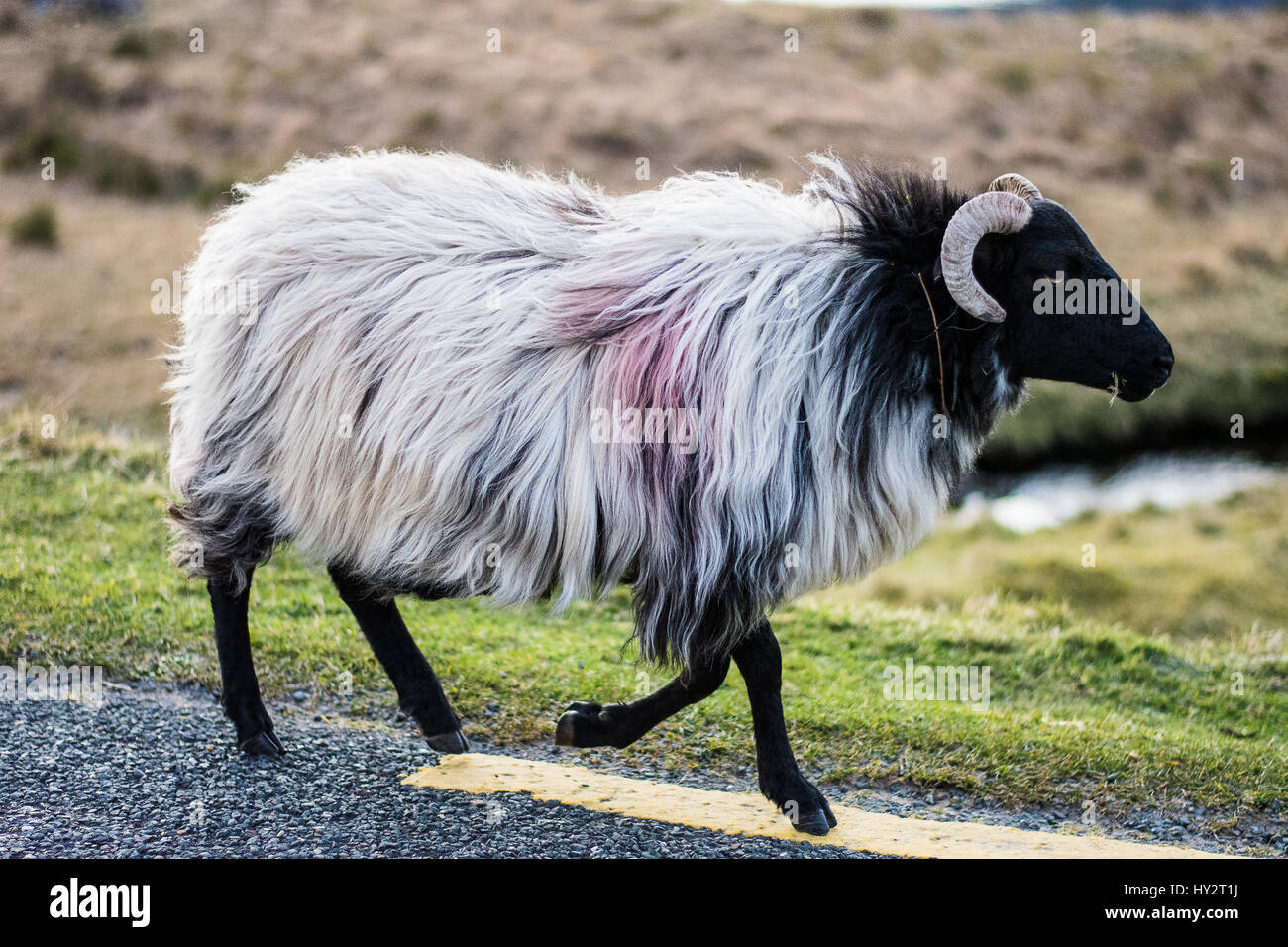 Long legged sheep hi-res stock photography and images - Alamy