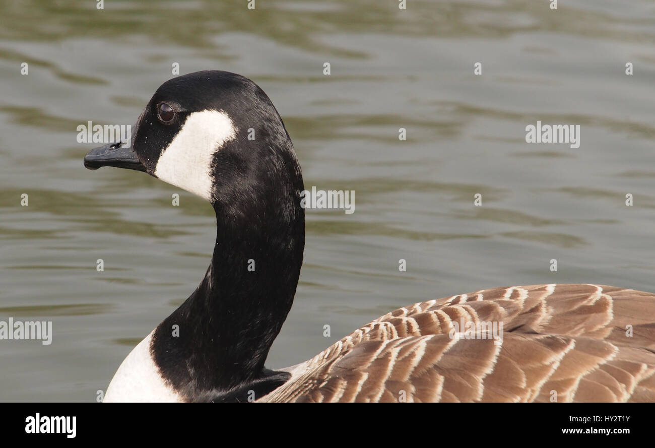 Canada goose eye hi-res stock photography and images - Alamy