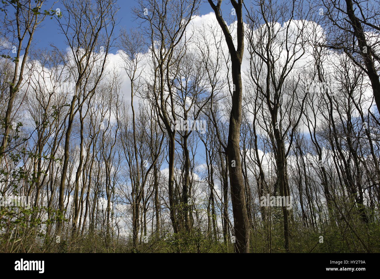 Cotton Wool Trees with blue sky in woods spring Stock Photo - Alamy