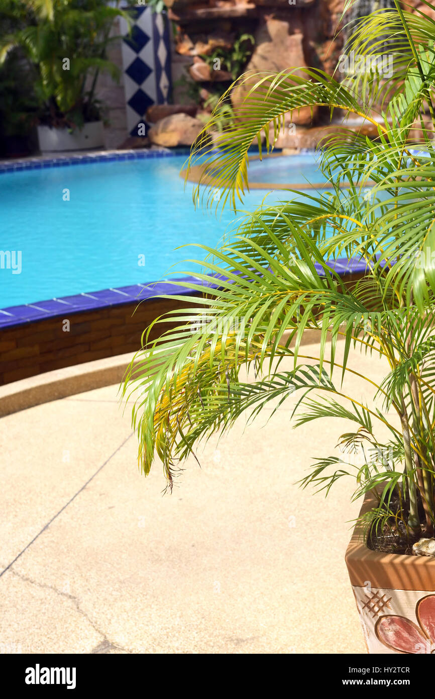 Closeup of elegant empty water pool with blue water near palm Stock ...