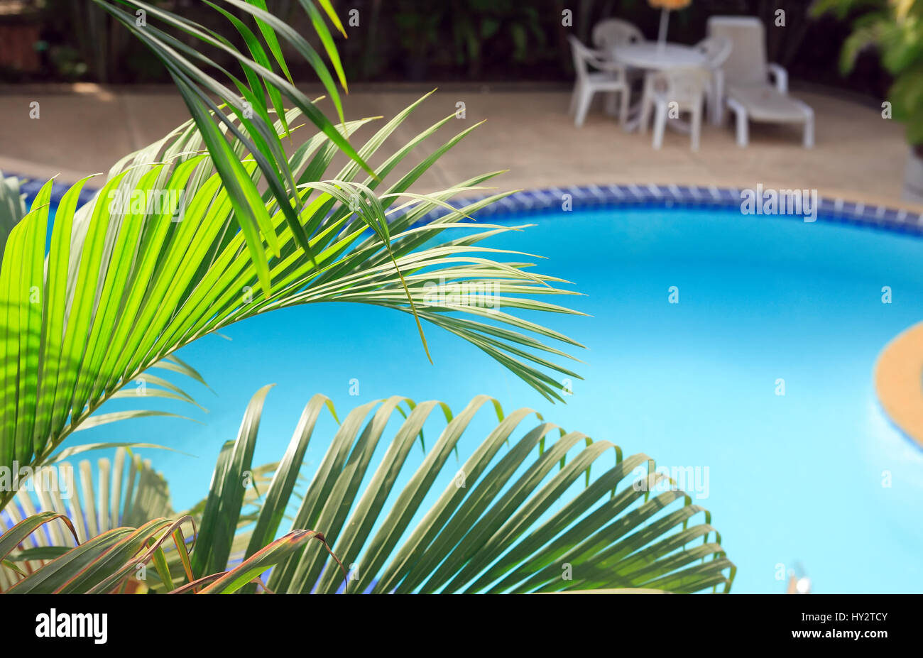 Closeup of elegant empty water pool with blue water near palm Stock ...