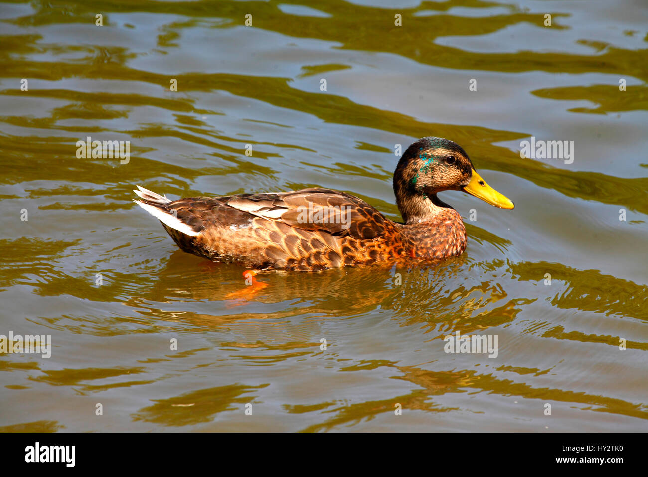 Duck, Anas platyrhynchos Stock Photo - Alamy