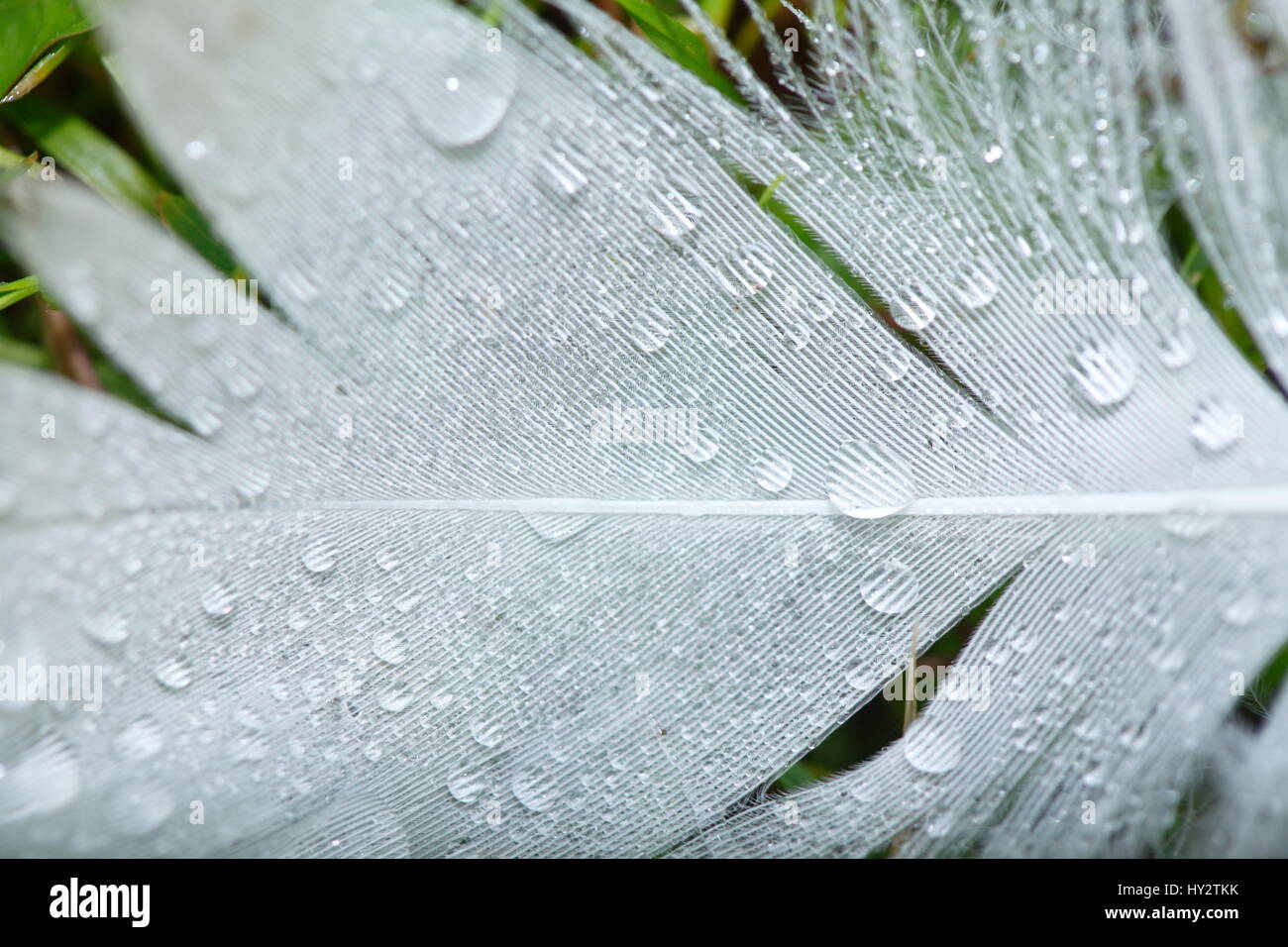 Feather of a Goose, anser forma domestica Stock Photo - Alamy