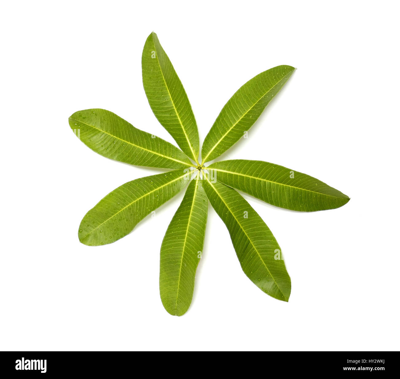 Alstonia High Resolution Stock Photography and Images - Alamy