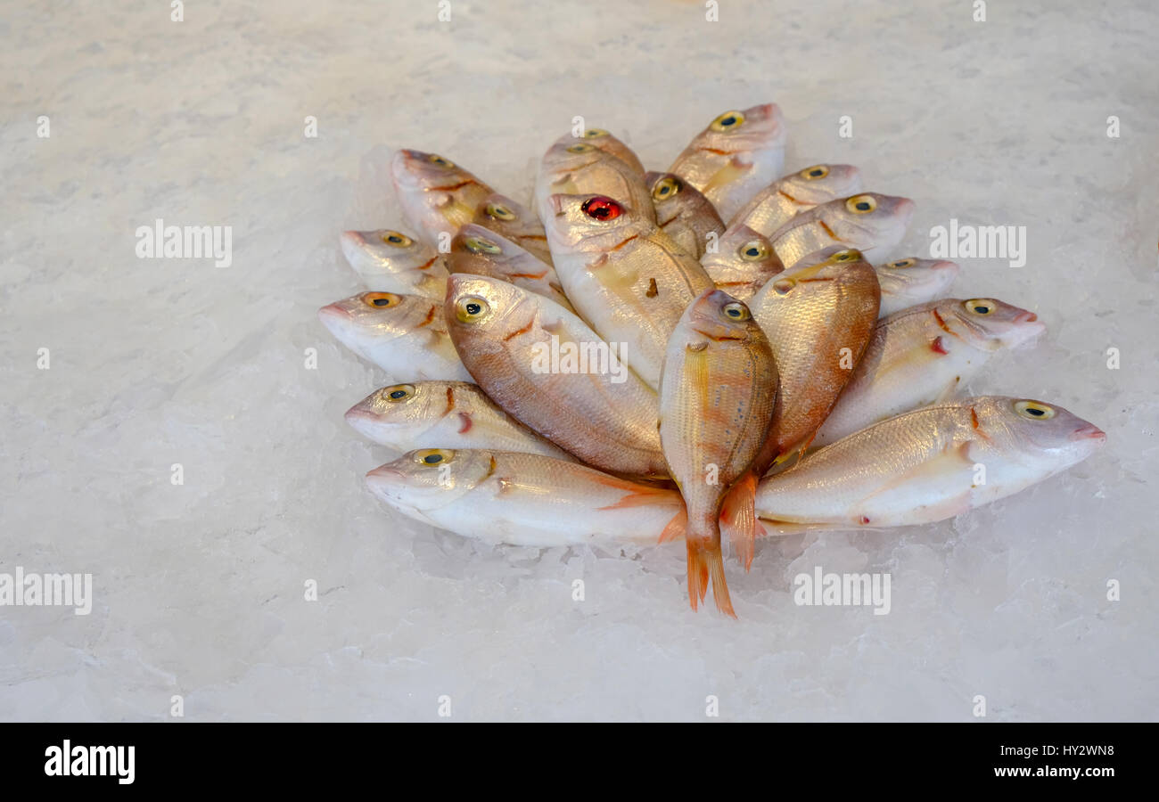 Red Mullet on ice, displayed at Limassol fish market, freshly caught ...