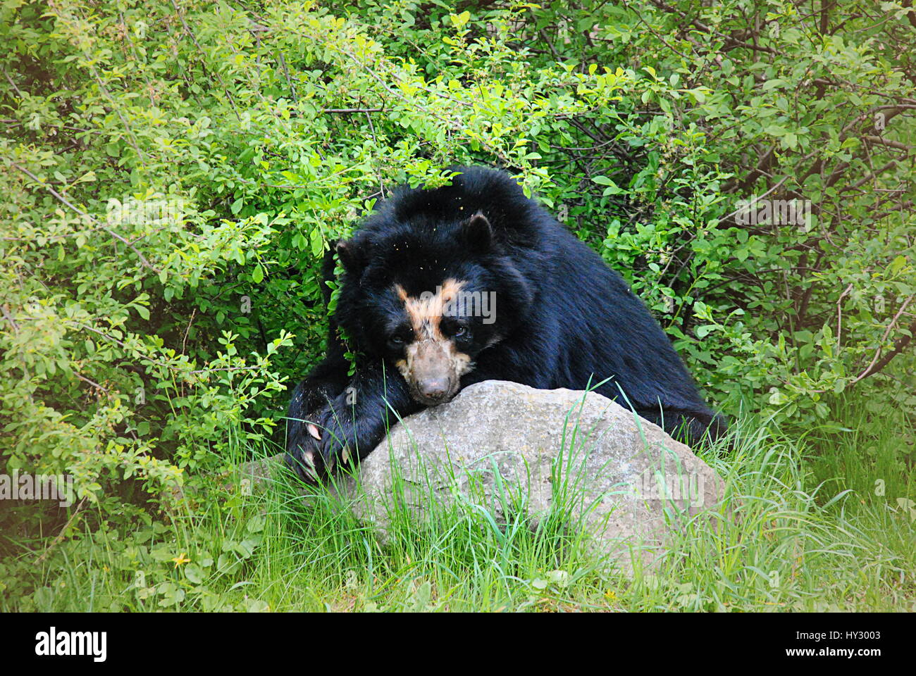 andean bear resting Stock Photo - Alamy