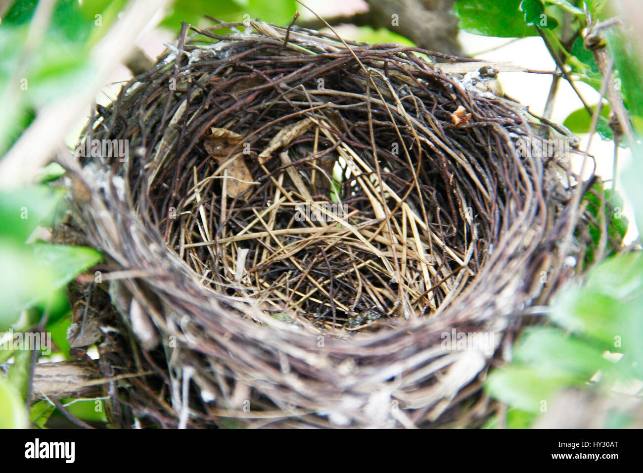 Bird's nest on branch of tree with green leaves Stock Photo - Alamy