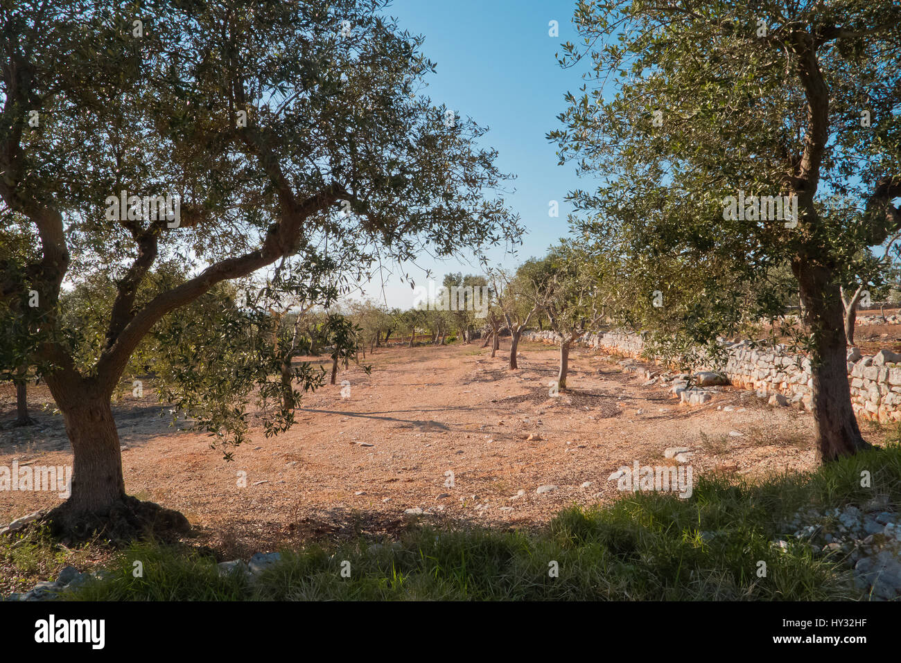 Olive trees in morning sunlight hi-res stock photography and images - Alamy