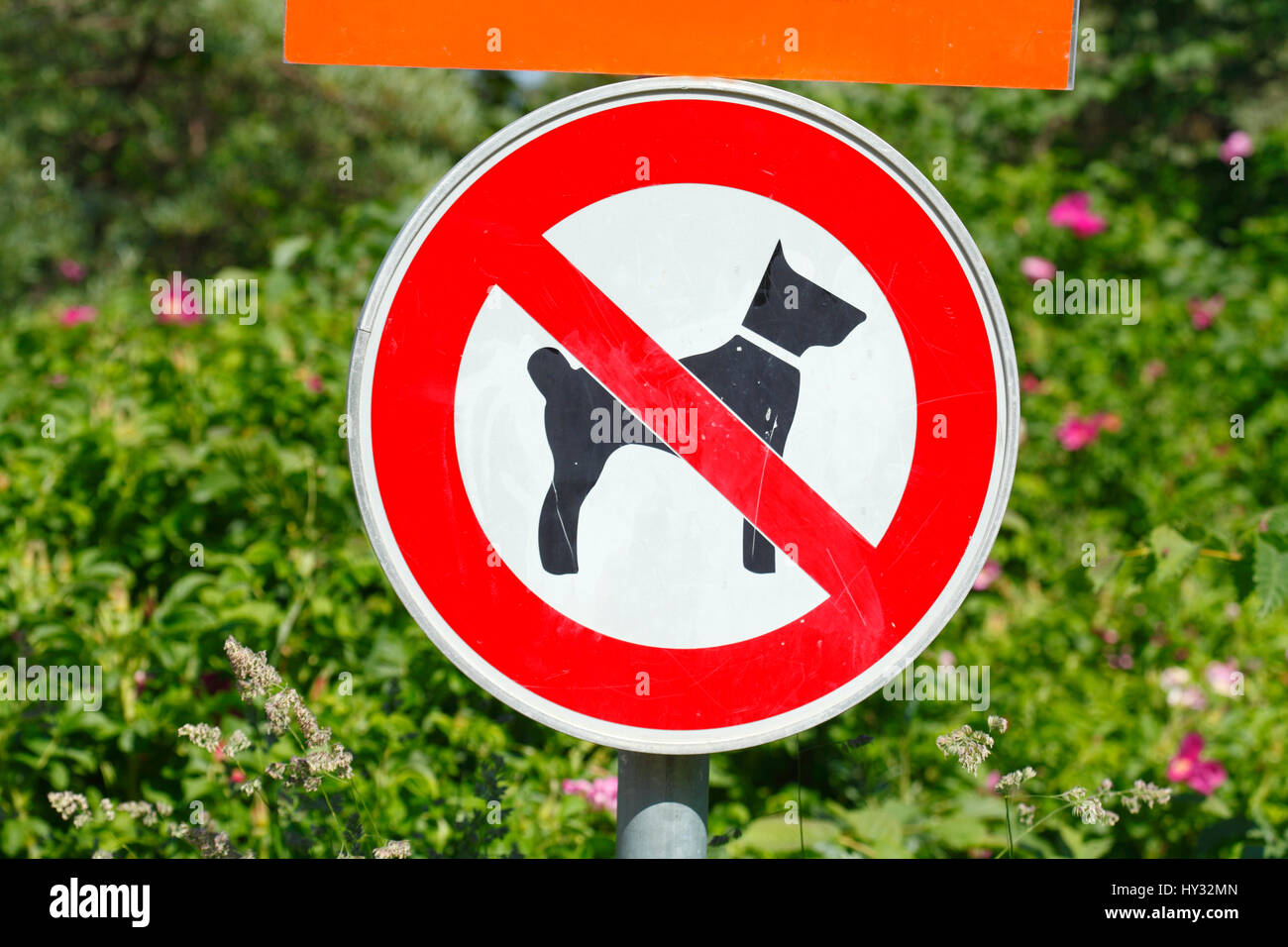 Sign Dogs forbidden Stock Photo - Alamy