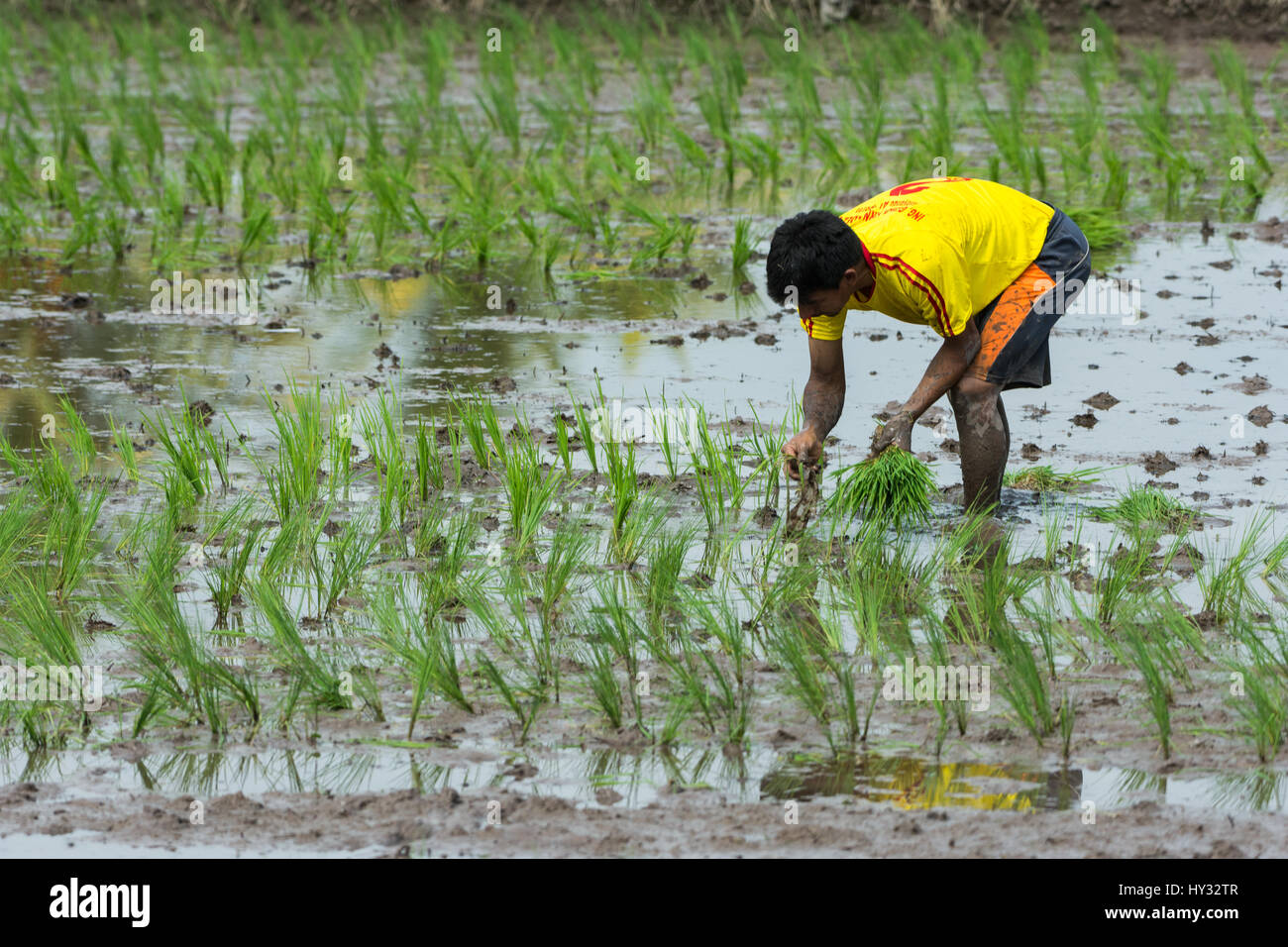 A young man planting rice in field. Peru Stock Photo - Alamy