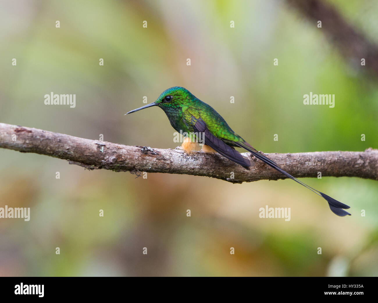 Peru racket tail hummingbird hi-res stock photography and images - Alamy