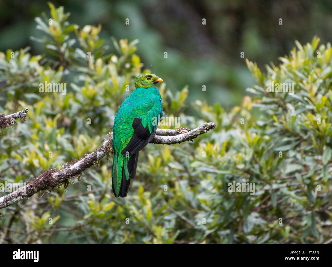 A beautiful Golden-headed Quetzal (Pharomachrus auriceps) perched on a ...