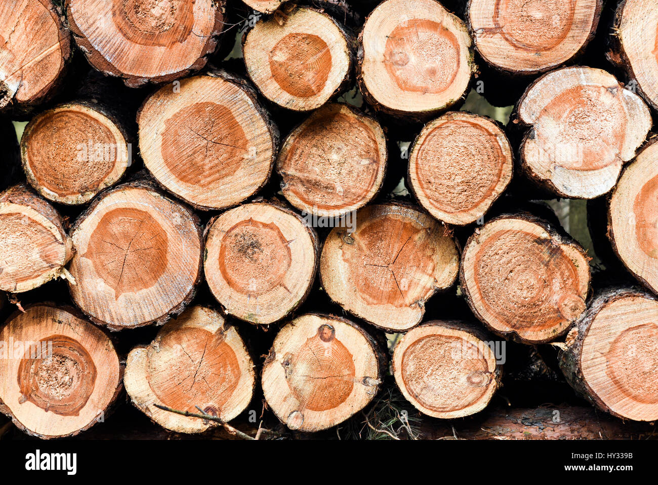 Wood piled up in the forest Stock Photo - Alamy