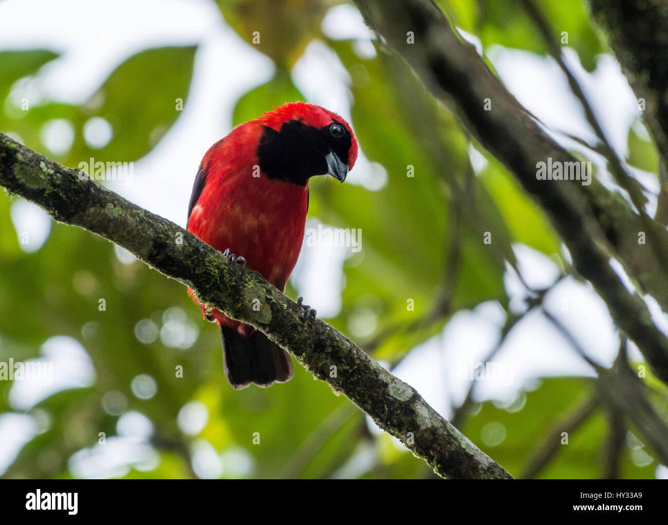 Tanager bird hi-res stock photography and images - Alamy