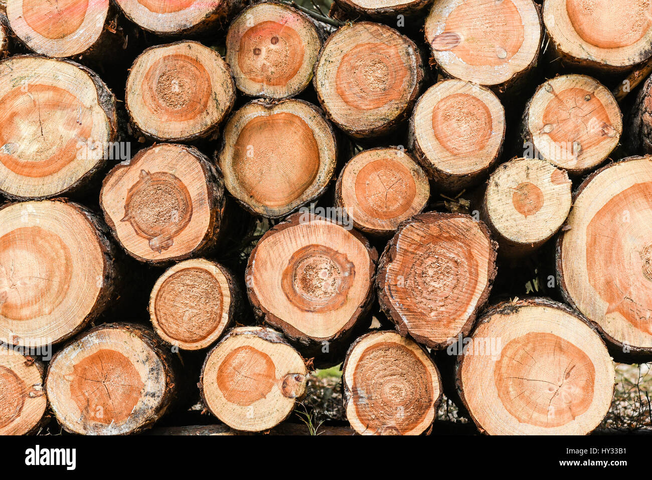 Wood piled up in the forest Stock Photo - Alamy