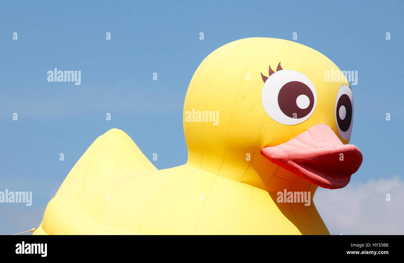 Yellow Plastic Duck Stock Photo - Alamy