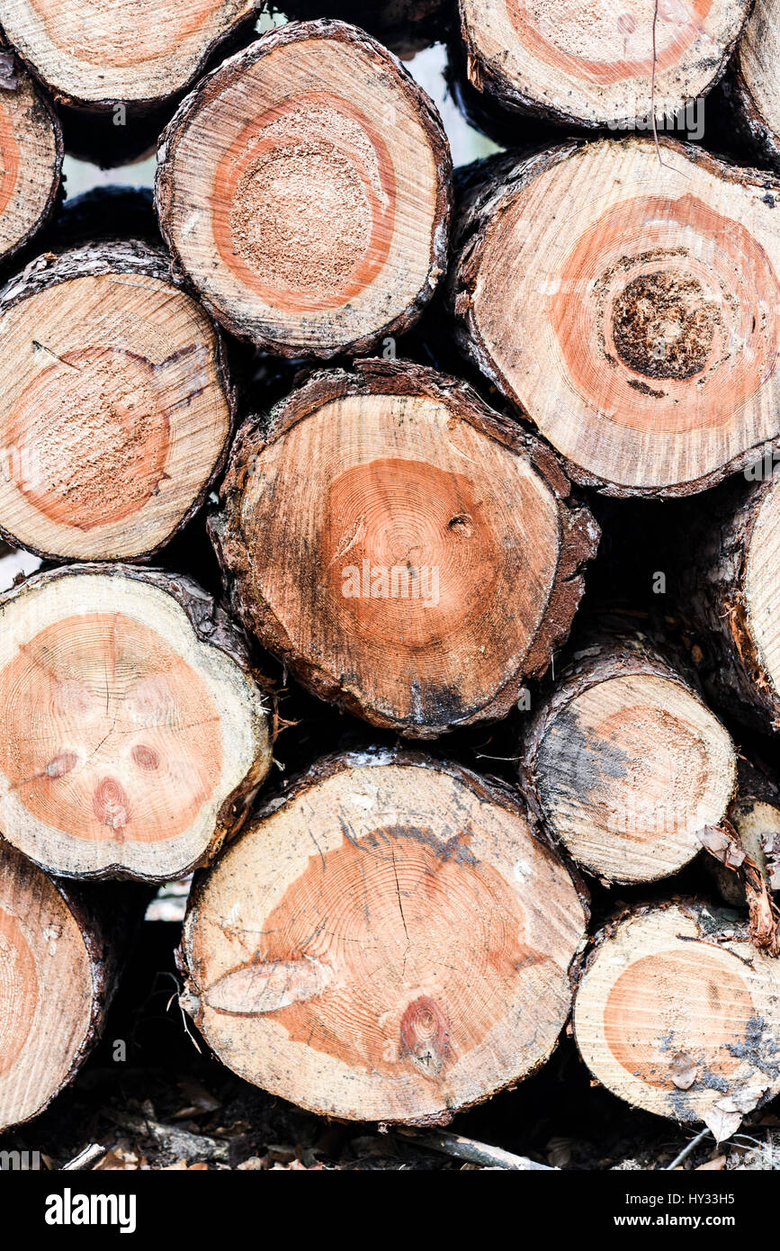 Wood piled up in the forest Stock Photo - Alamy