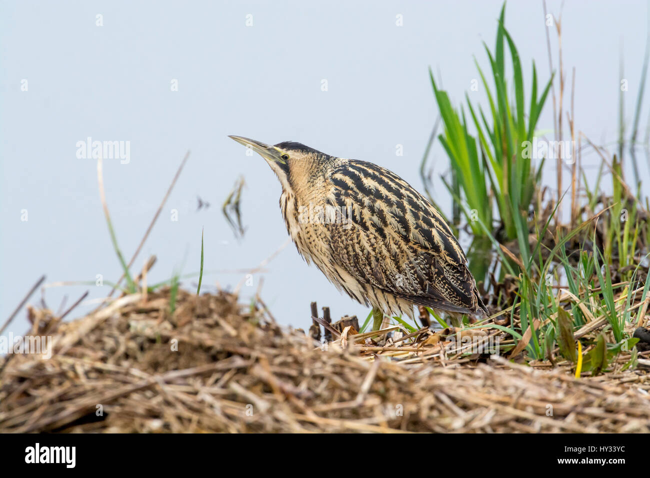 Bittern And Uk High Resolution Stock Photography and Images - Alamy
