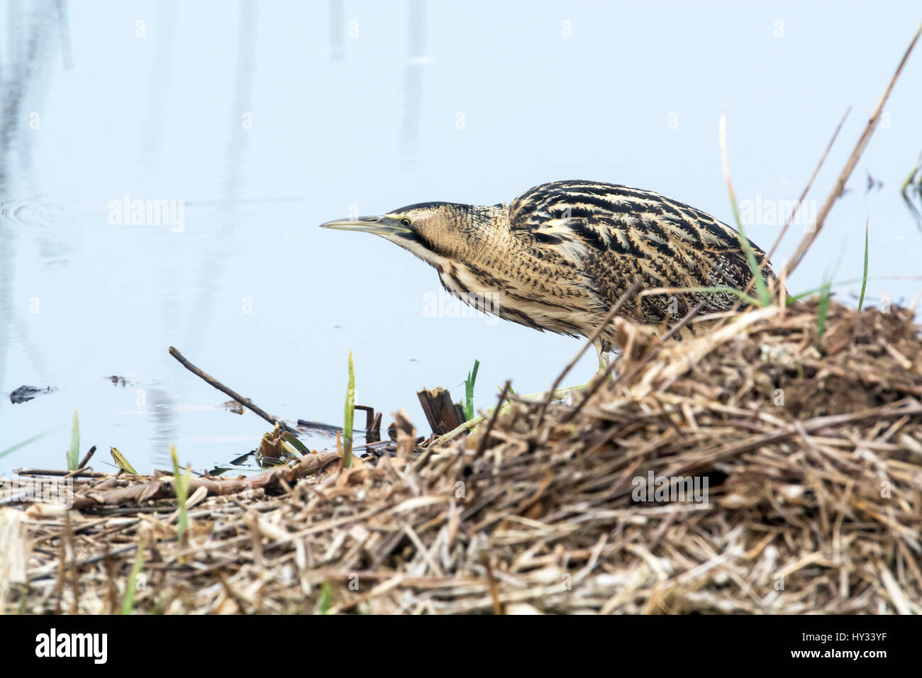 Bittern (Botaurus stellaris) at RSPB reserve, Minsmere, UK Stock Photo ...