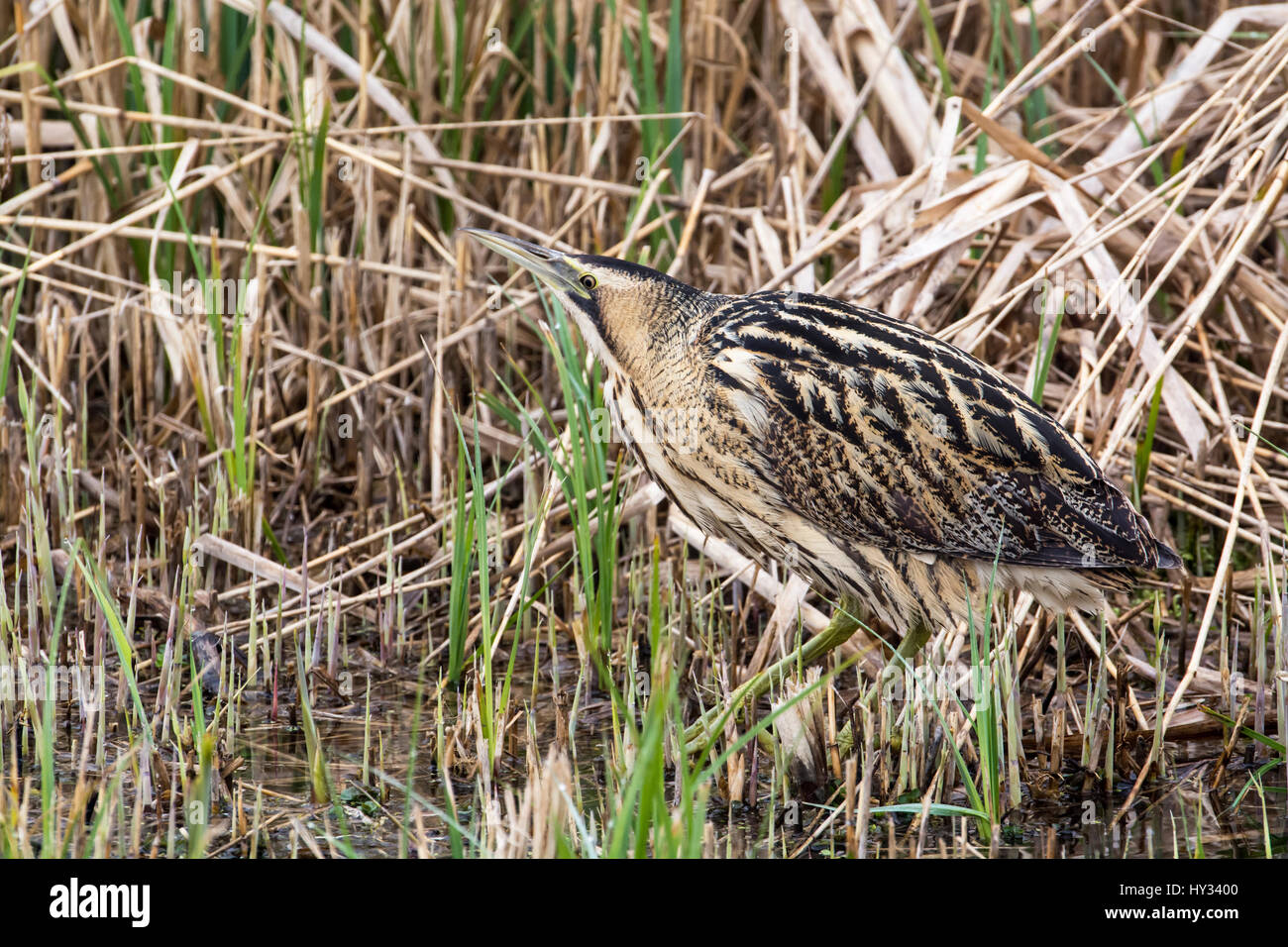 Eurasian Bittern Uk High Resolution Stock Photography and Images - Alamy