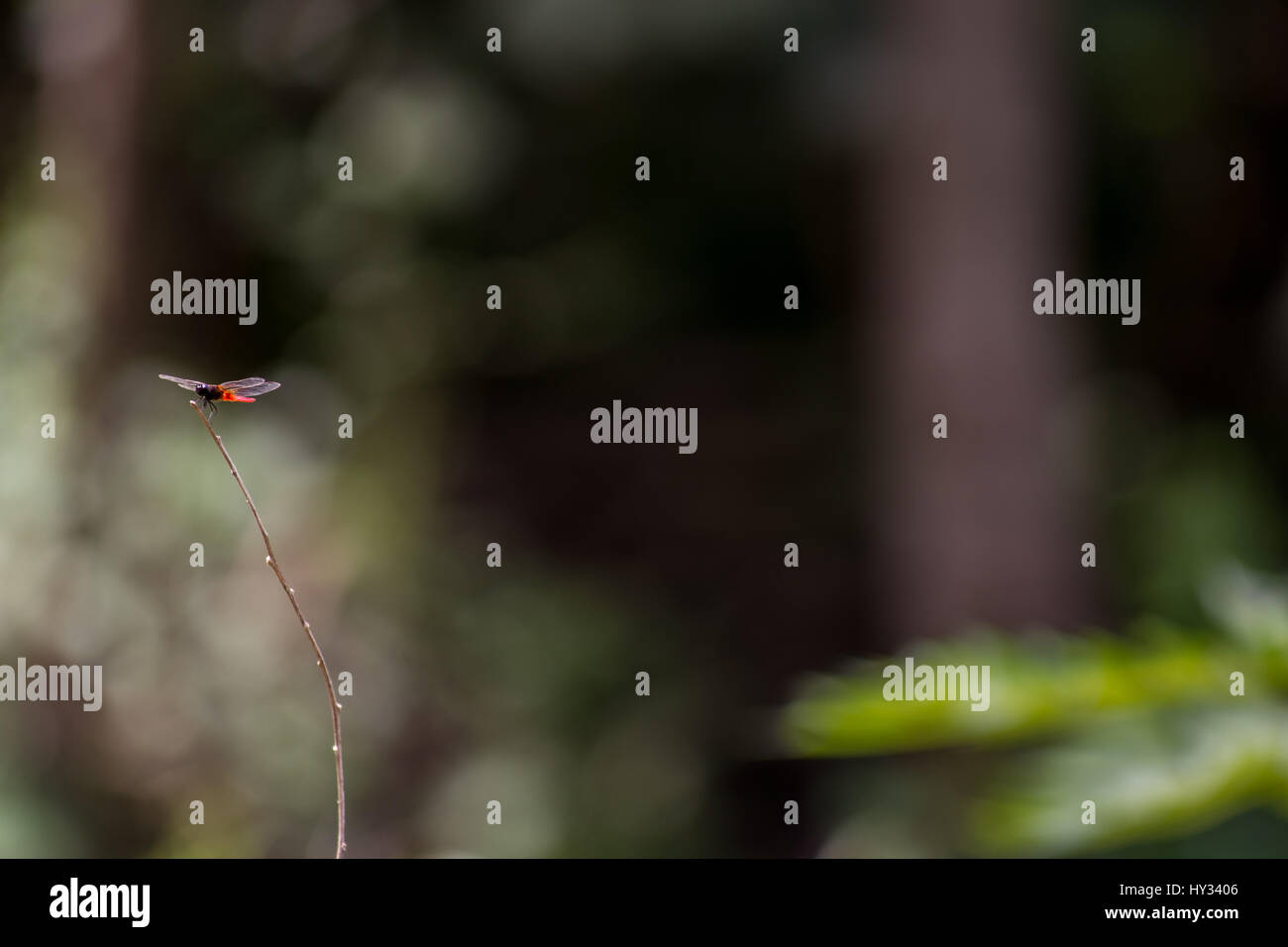 Tropical dragonfly hi-res stock photography and images - Alamy