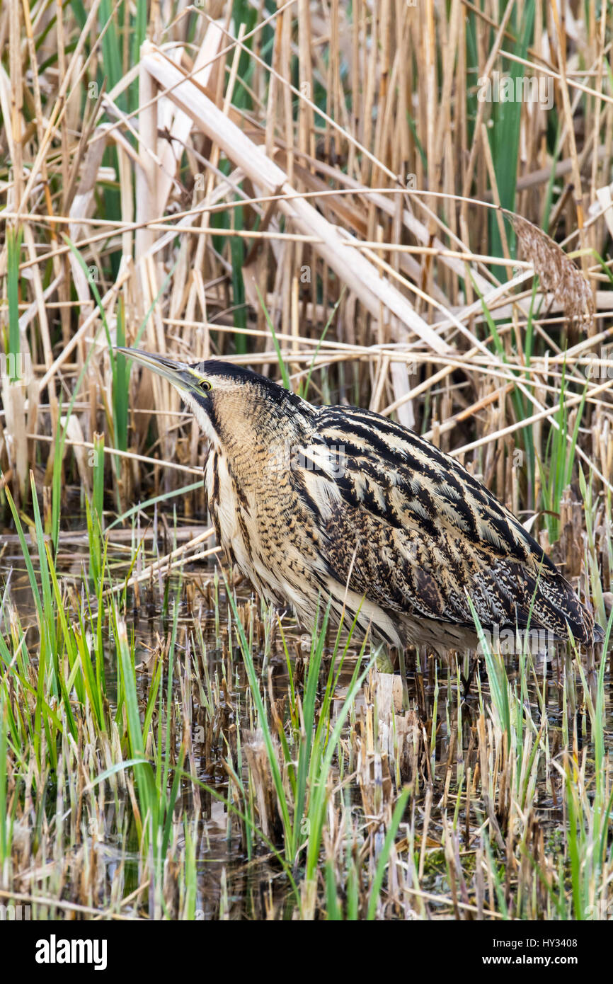 Bittern (Botaurus stellaris) at RSPB reserve, Minsmere, UK Stock Photo ...
