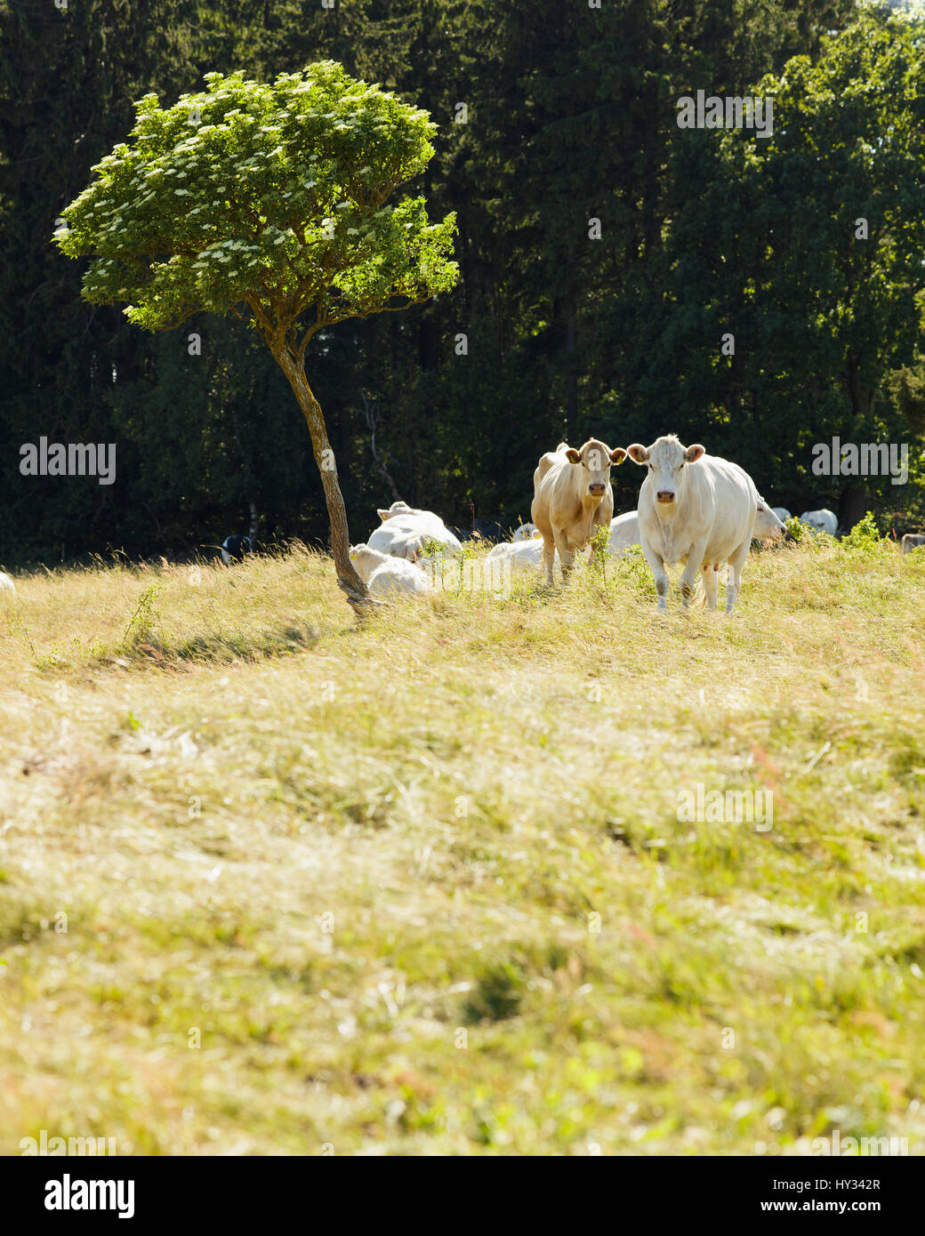 Grevie backar hi-res stock photography and images - Alamy