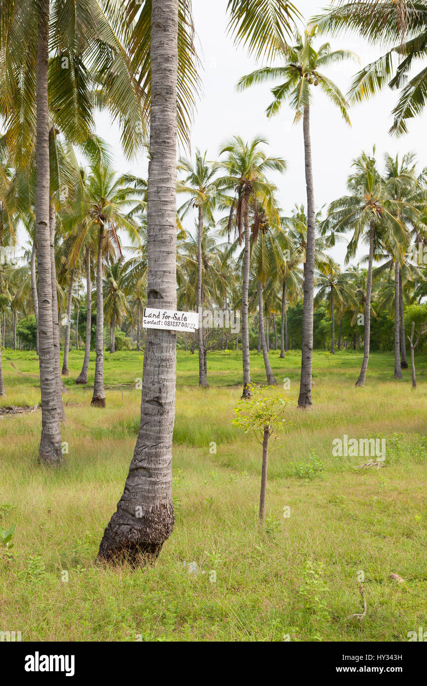 Coconut palm trunk hi-res stock photography and images - Alamy