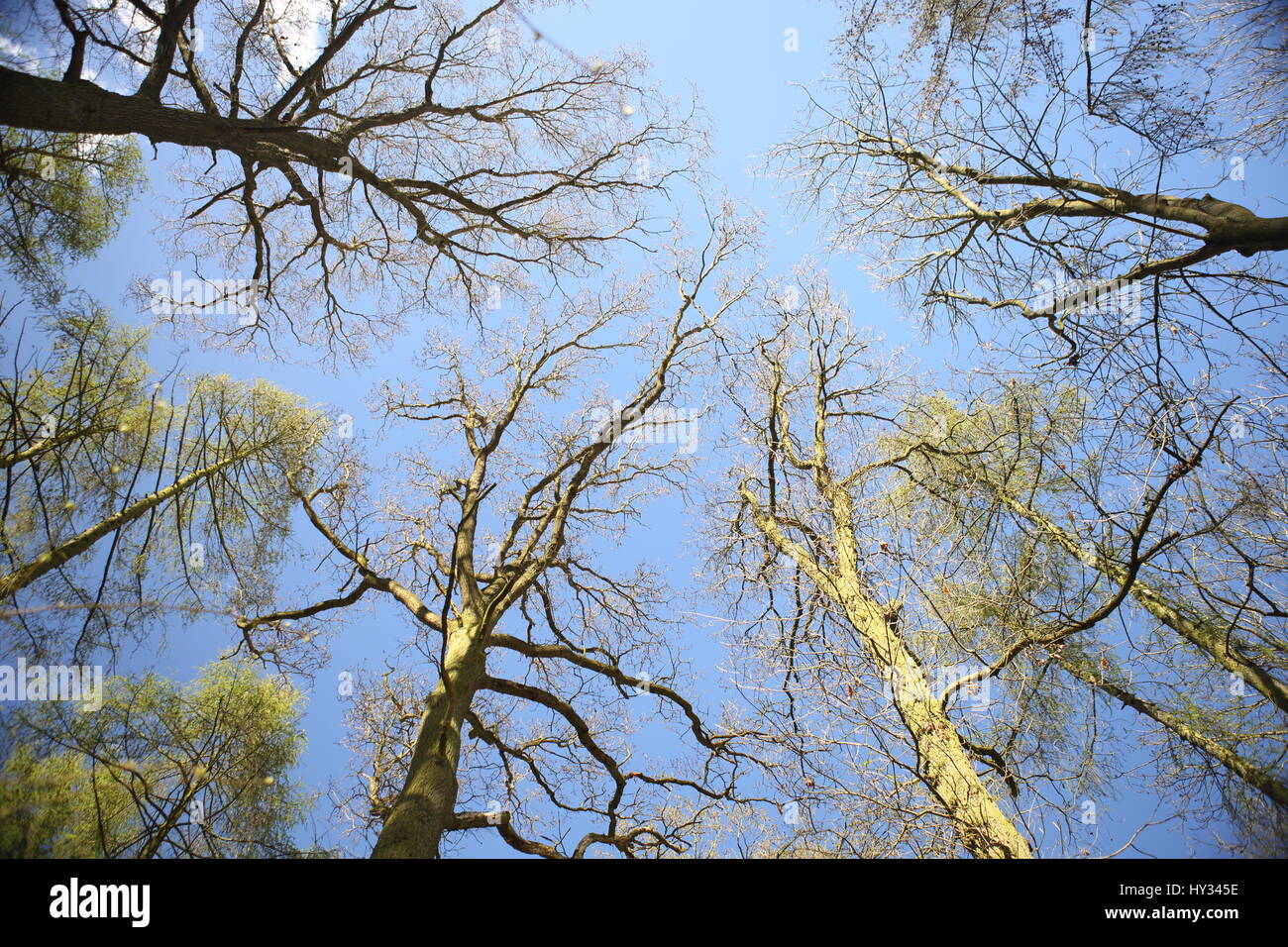 Photos of tall trees hi-res stock photography and images - Alamy