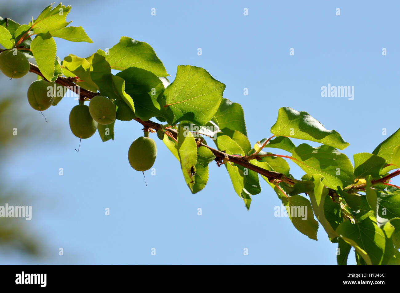 Fresh green apricots on tree Stock Photo - Alamy