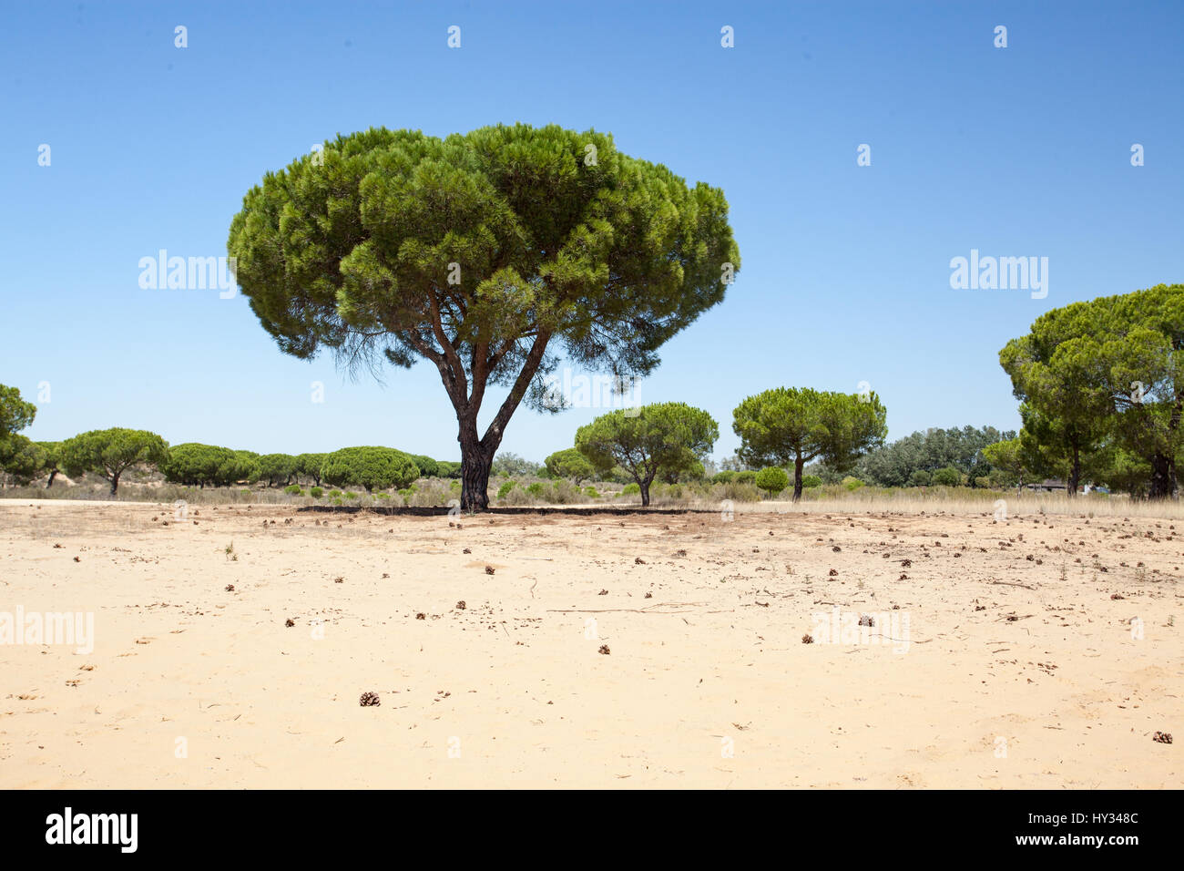 Umbrella pine parasol pine hi-res stock photography and images - Alamy
