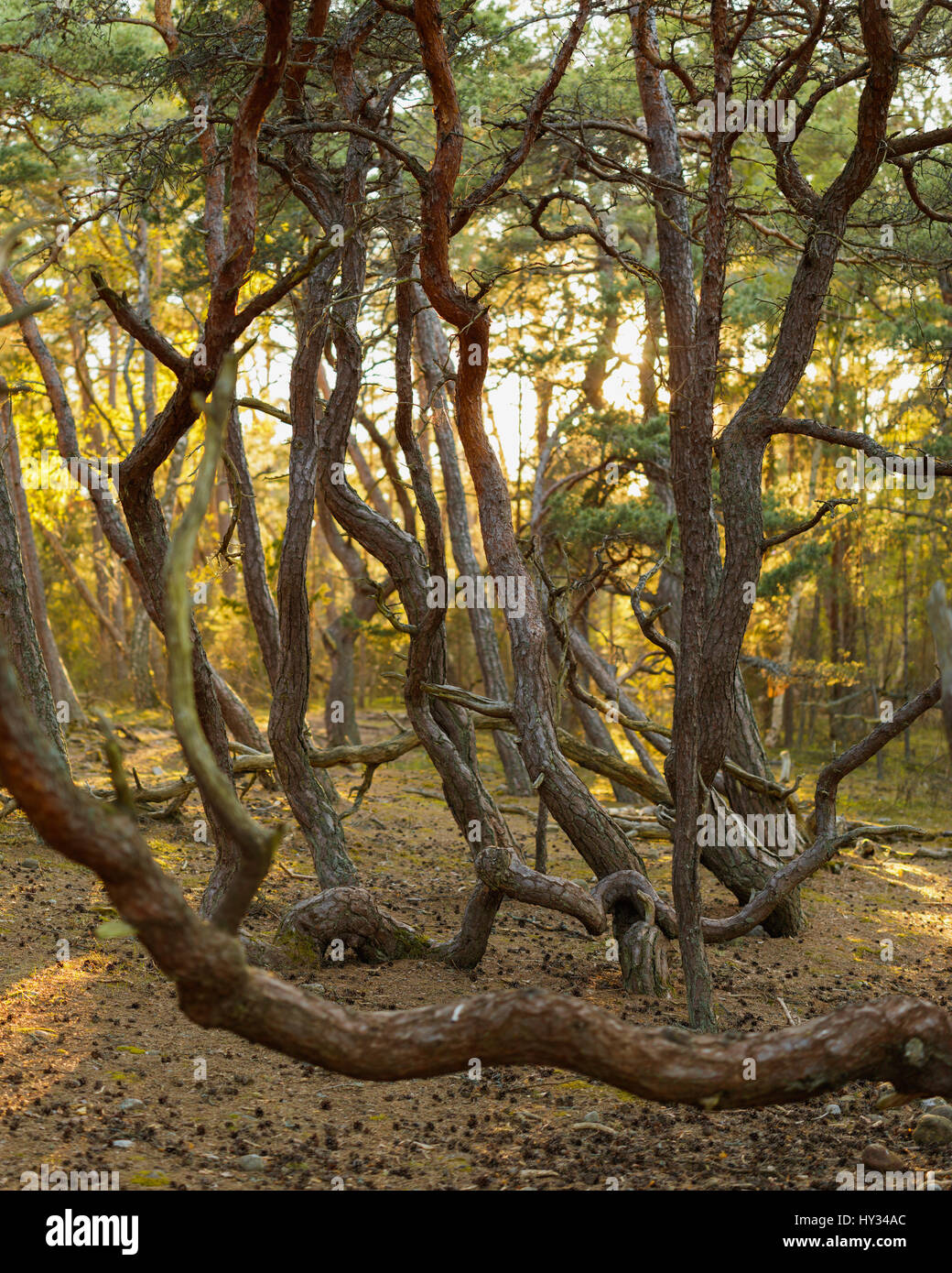 Tangled Branches High Resolution Stock Photography and Images - Alamy