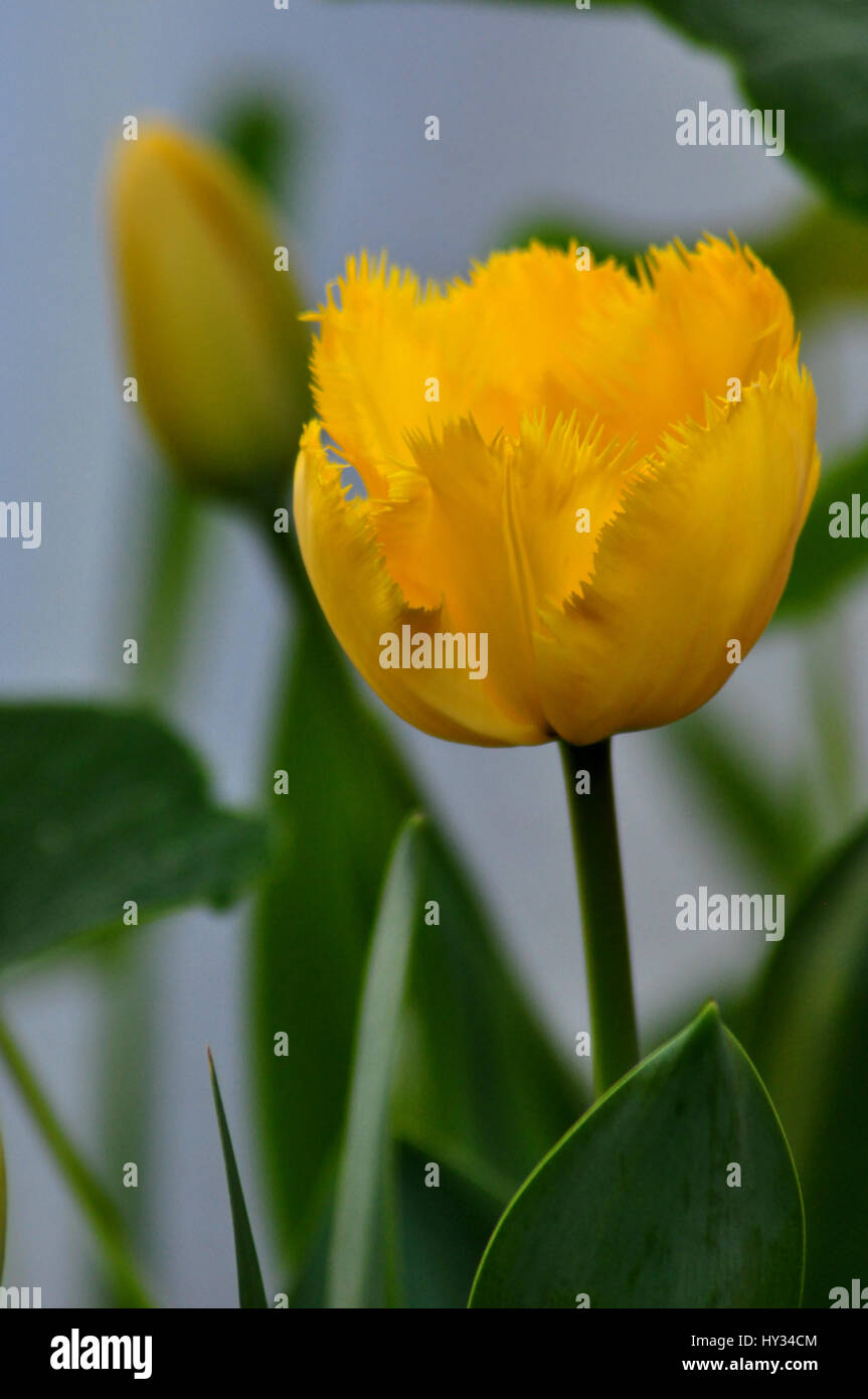 Yellow tulips in the garden Stock Photo - Alamy