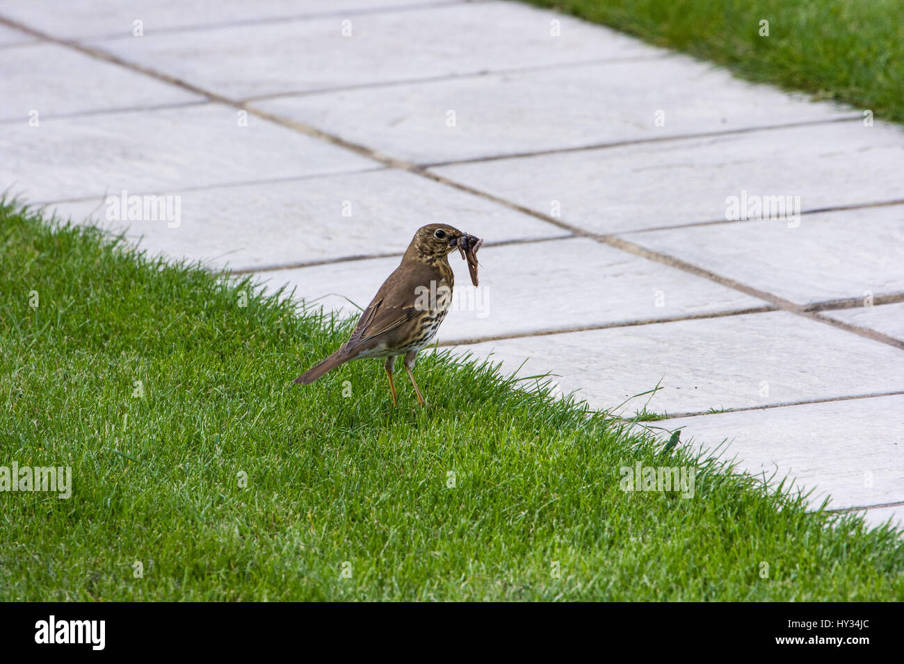 Song thrush english british garden bird hi-res stock photography and ...
