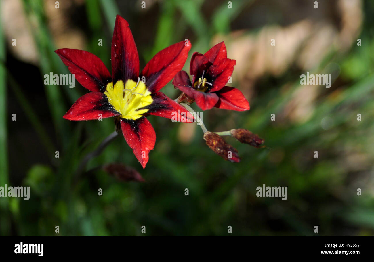 Sparaxis tricolor hi-res stock photography and images - Alamy
