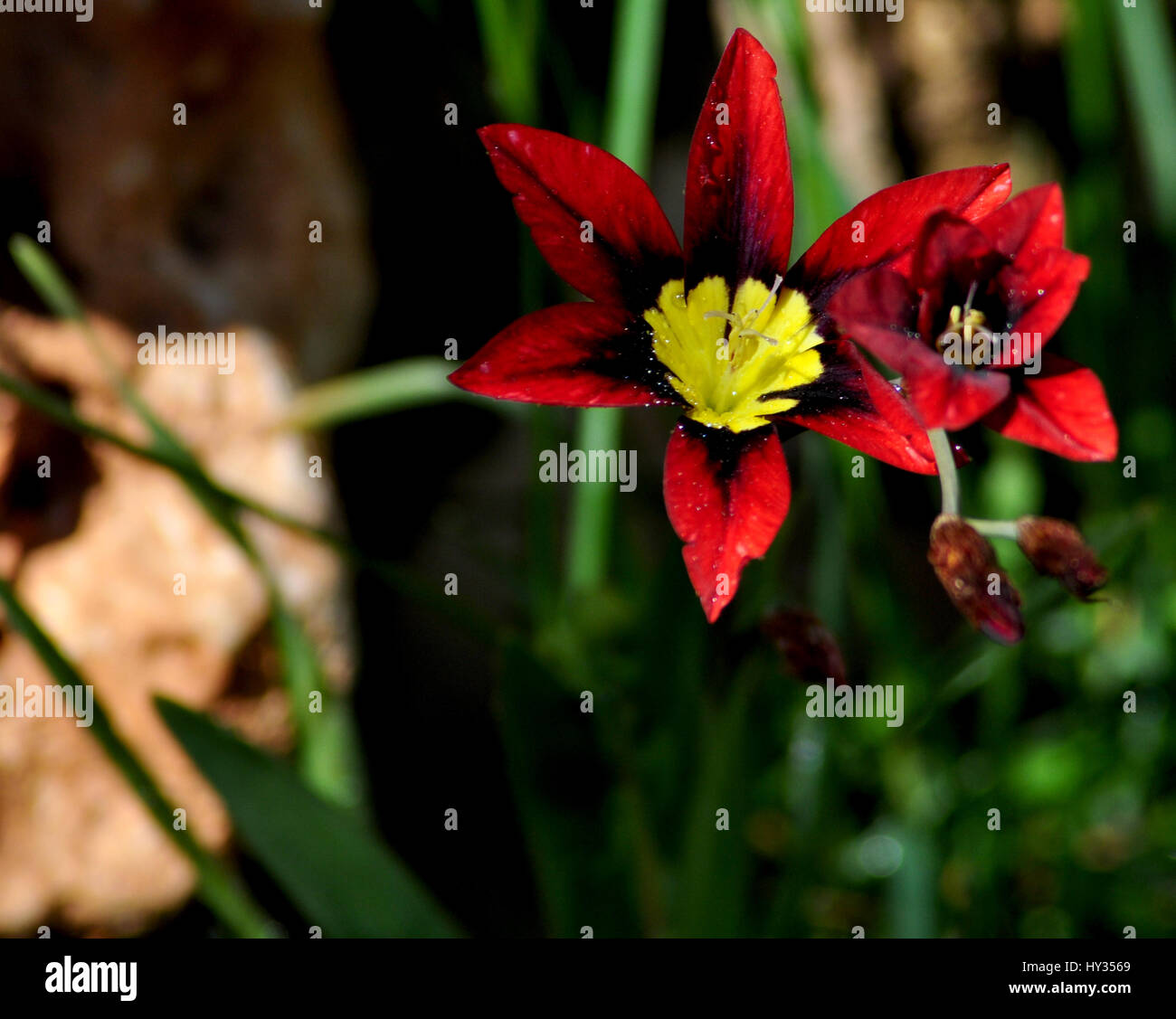 Sparaxis tricolor hi-res stock photography and images - Alamy