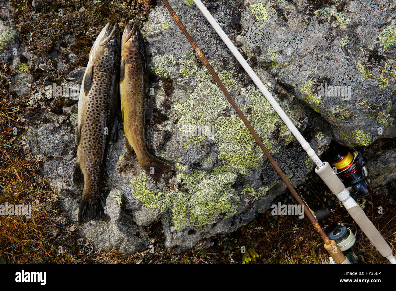 Norway, Two fish caught by fisherman Stock Photo - Alamy