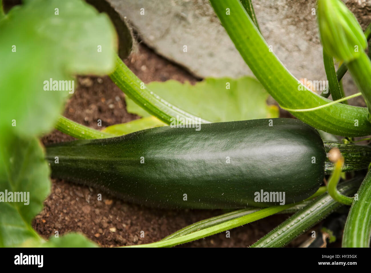 Image of vegetable patch with fresh squash Stock Photo - Alamy